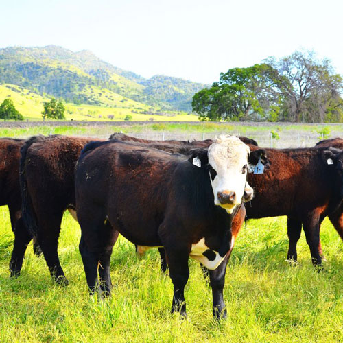 SunFed Ranch » Sustainable, Grass Fed, Local Beef from Northern California