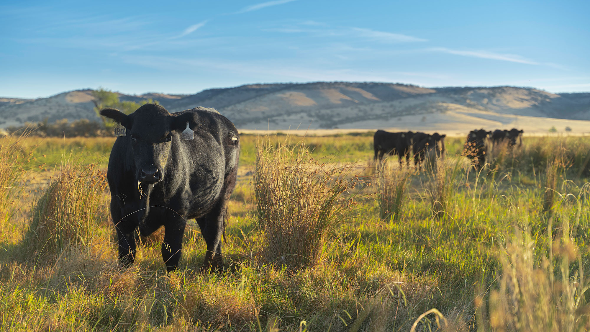 Pasture Raised Cattle » SunFed Ranch Pasture Raised Cattle » SunFed Ranch
